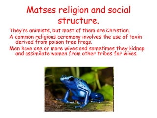 The matses tribe | PPT | South America Travel | Travel Locations