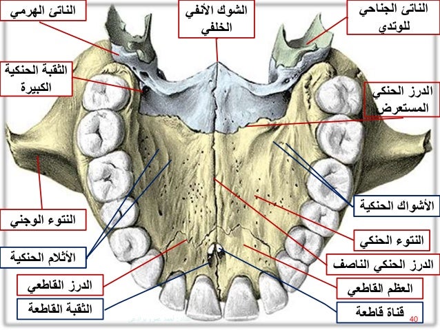 The Maxilla Anatomy تشريح عظم الفك العلوي