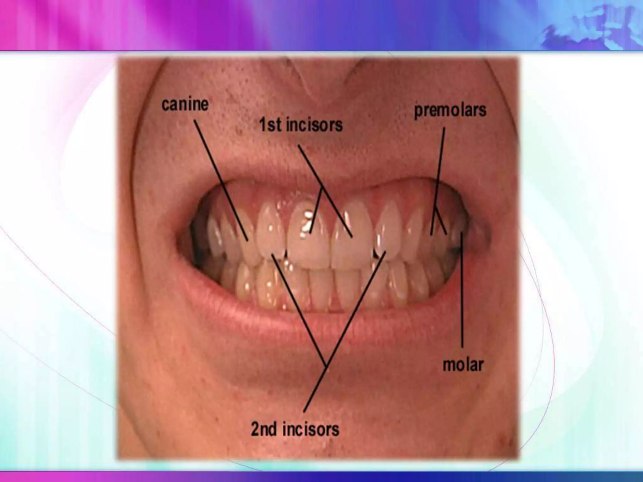The maxillary nerve | PPTX