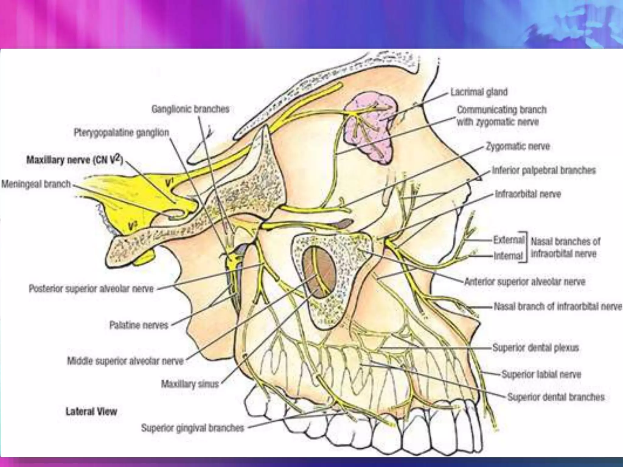 The maxillary nerve | PPTX
