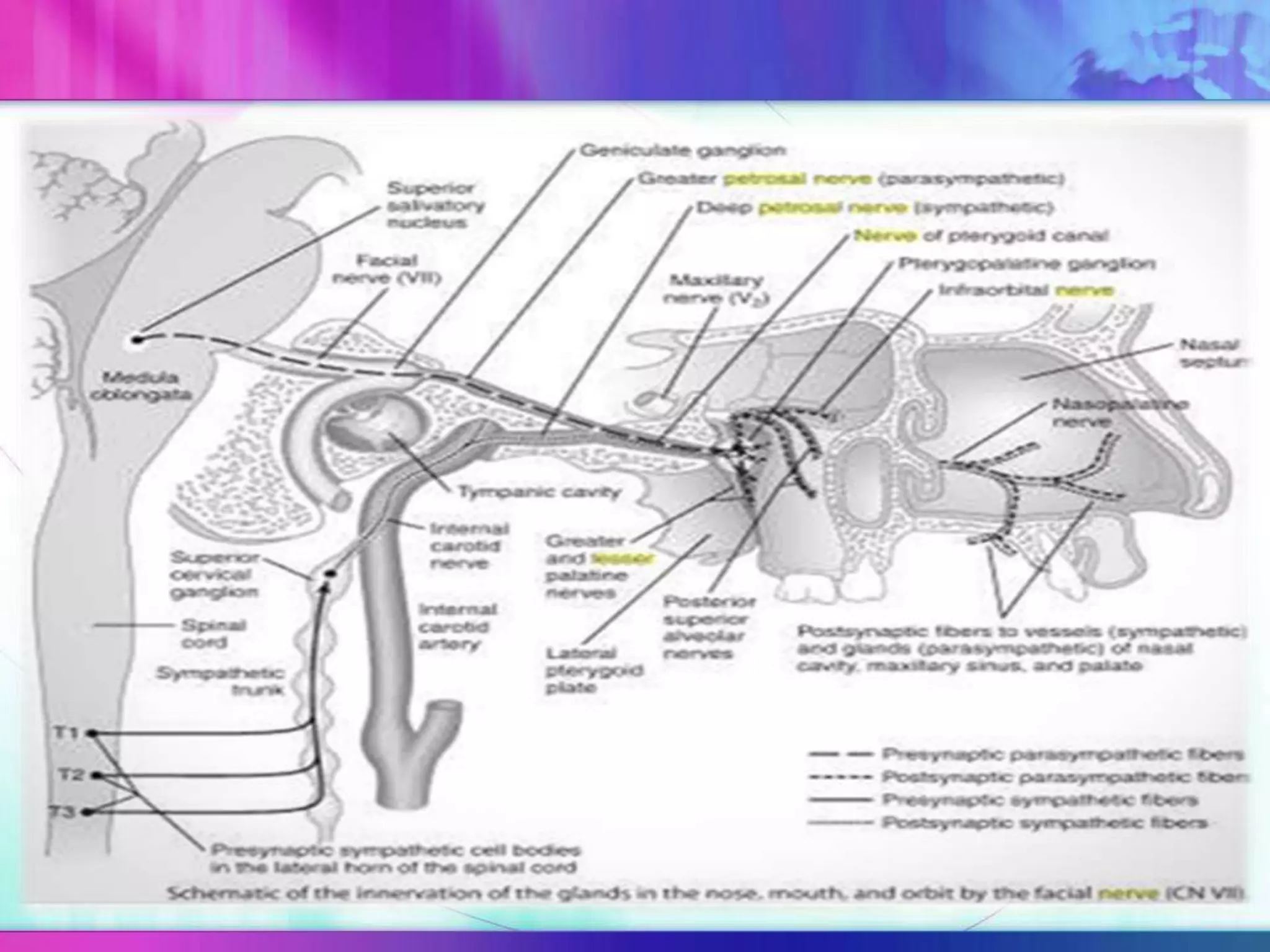 The maxillary nerve | PPTX