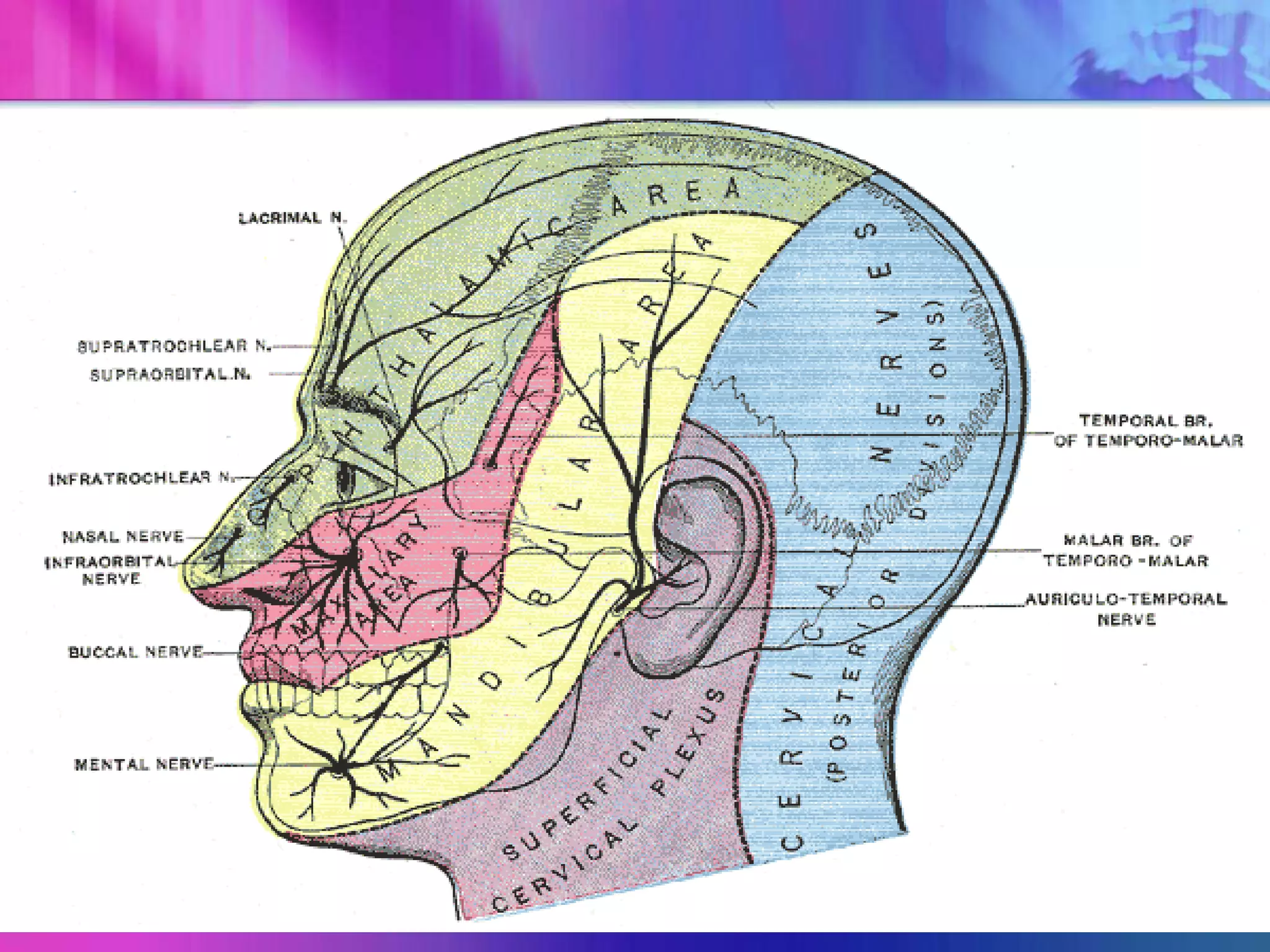 The maxillary nerve | PPTX