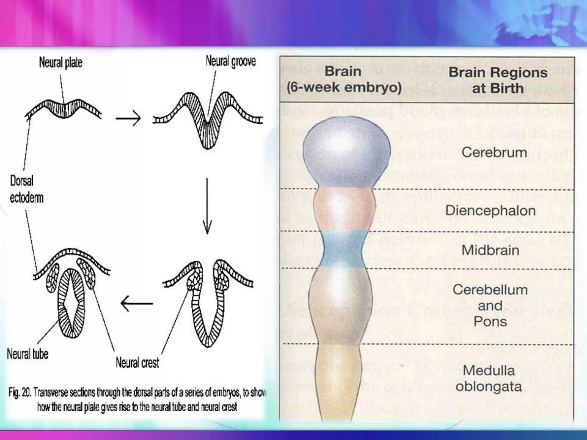 The maxillary nerve | PPTX