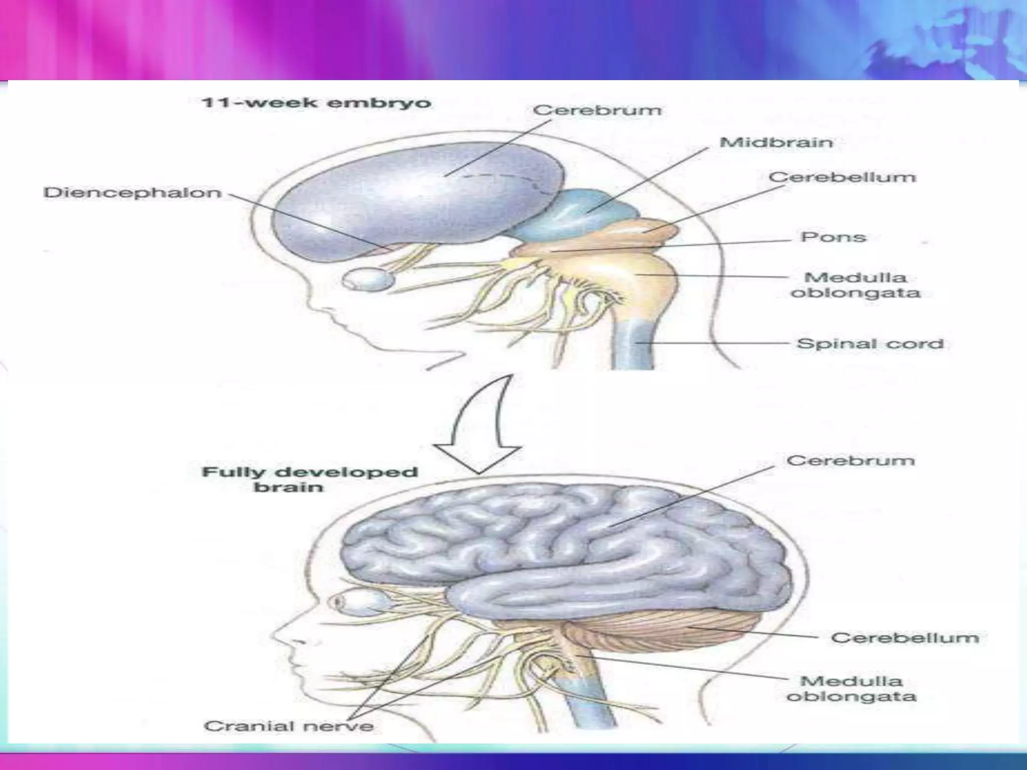 The maxillary nerve | PPTX