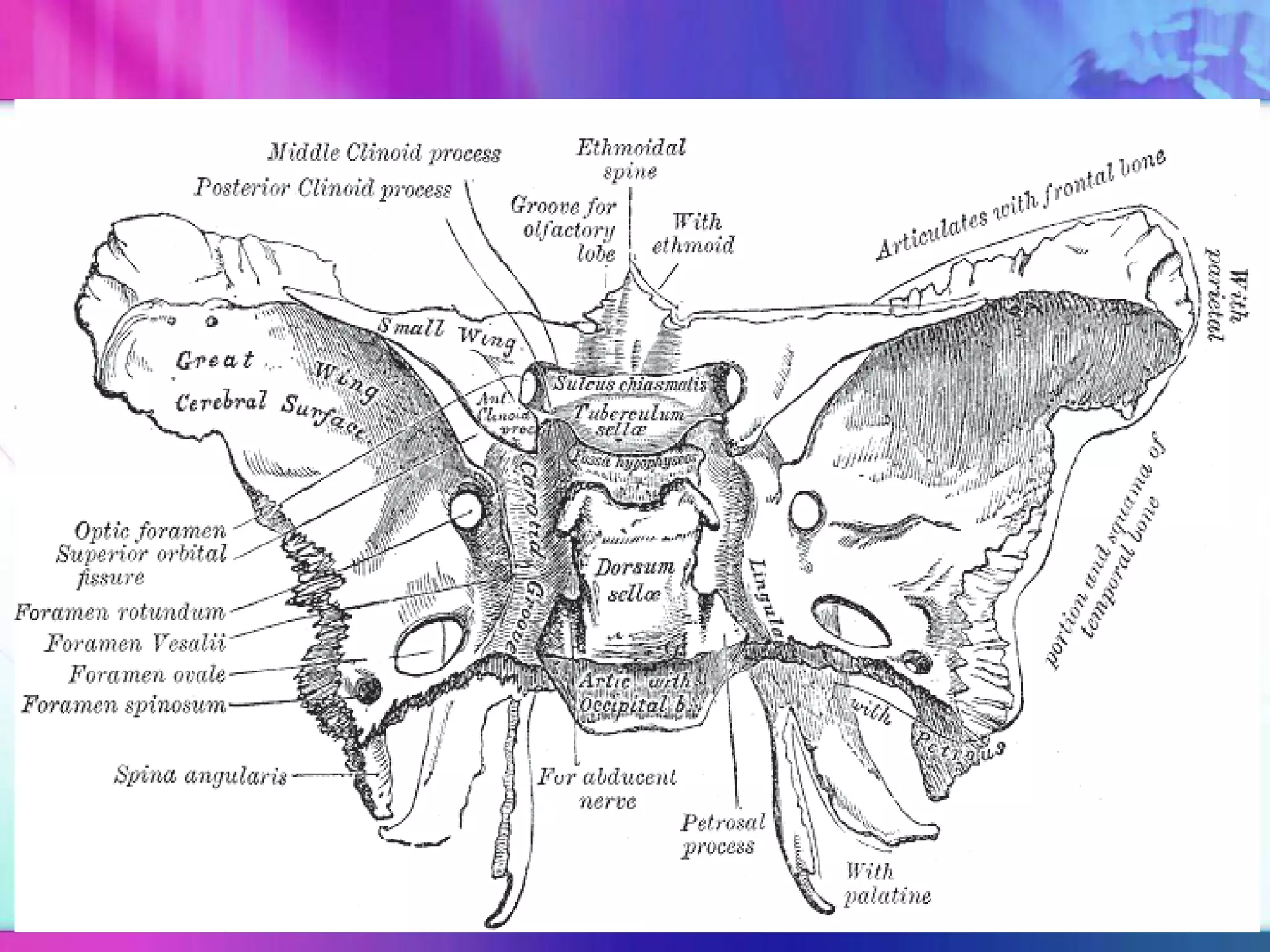 The maxillary nerve | PPTX
