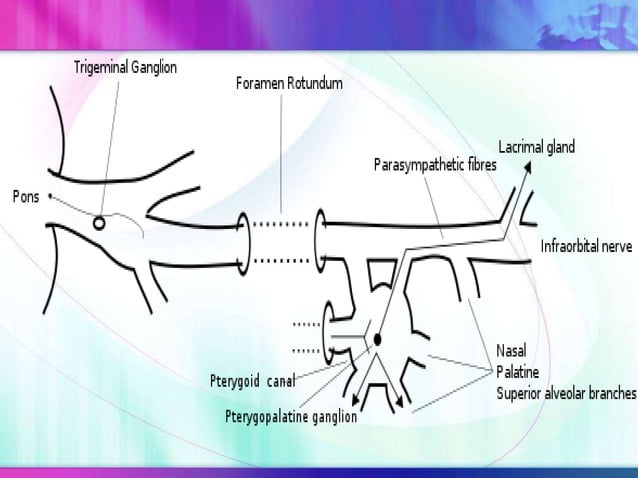 The maxillary nerve | PPTX | Ear, Nose and Throat Conditions | Diseases ...