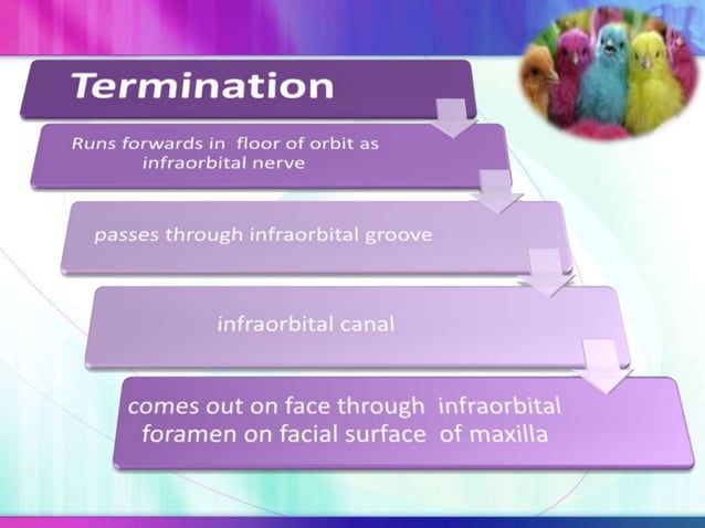 The maxillary nerve | PPTX | Ear, Nose and Throat Conditions | Diseases ...