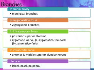 The maxillary nerve | PPTX