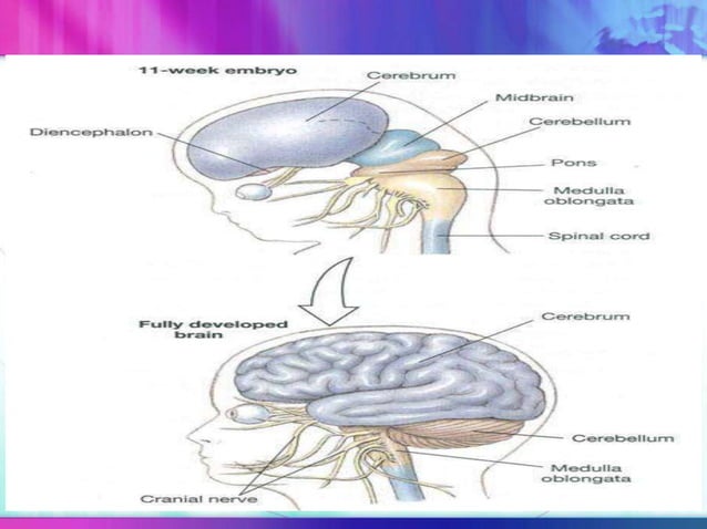 The maxillary nerve | PPTX | Ear, Nose and Throat Conditions | Diseases ...