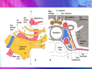 The maxillary nerve | PPTX