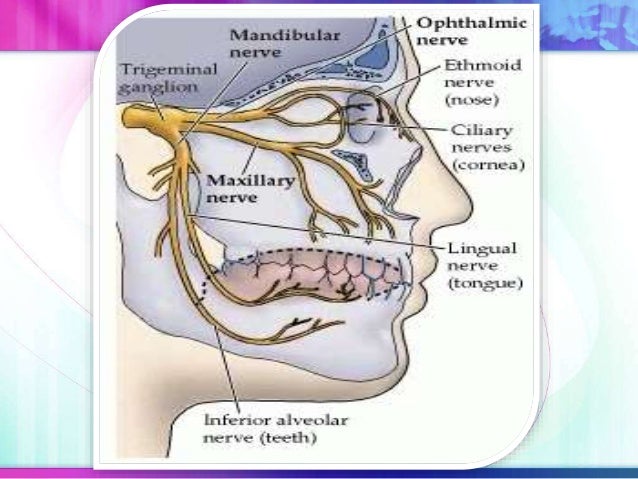 The maxillary nerve