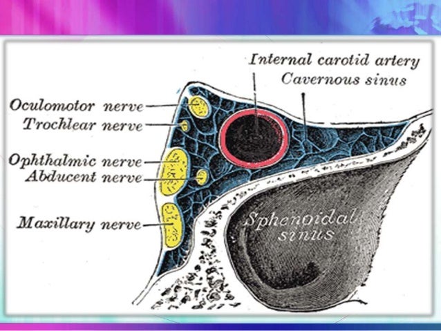 The maxillary nerve