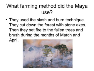 The maya civilization | PPT