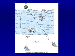 The Measurement Of Distance 1 | PPT