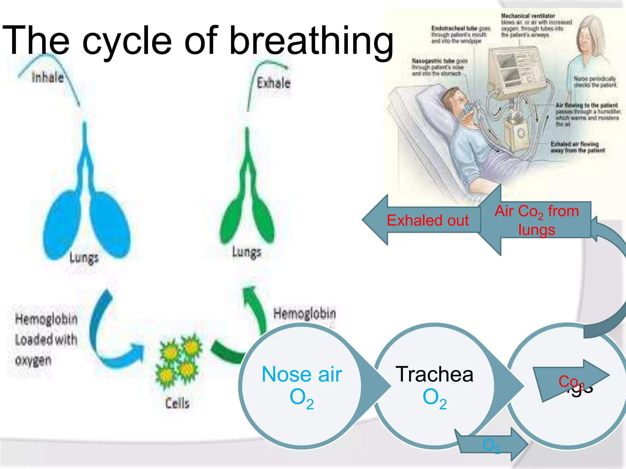 The mechanism of breathing | PPTX