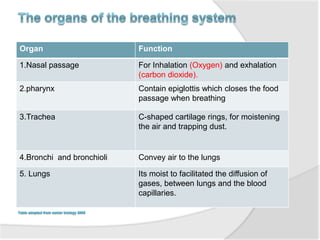 The mechanism of breathing | PPTX