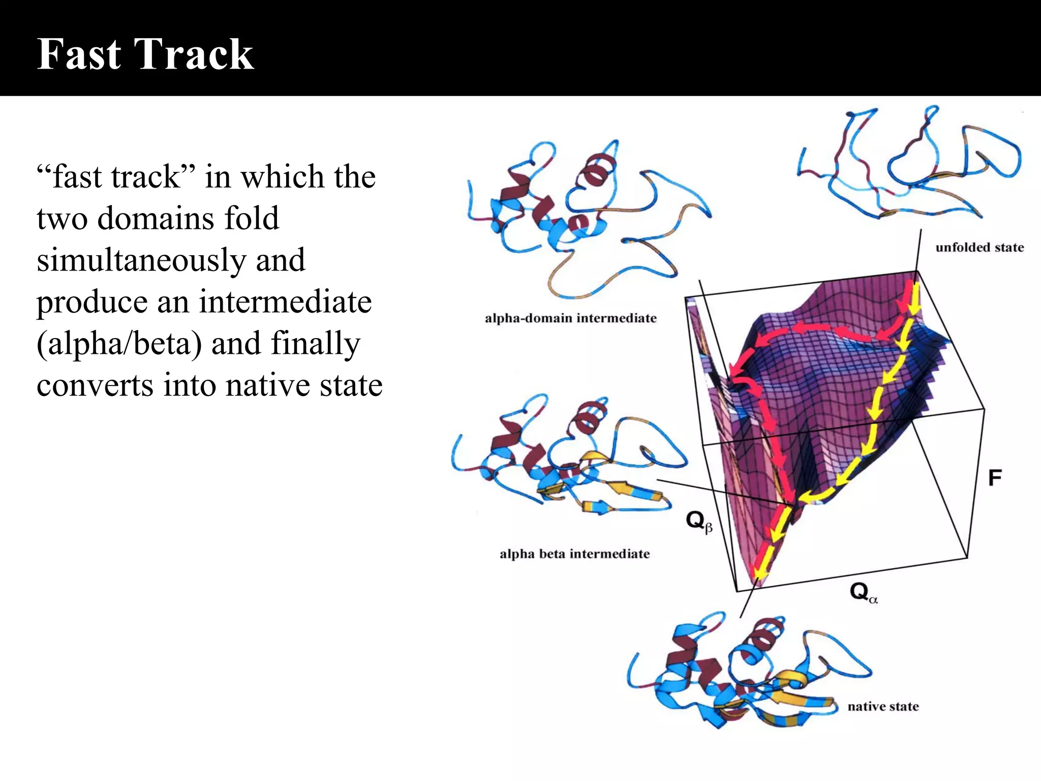 The mechanism of protein folding | PPT