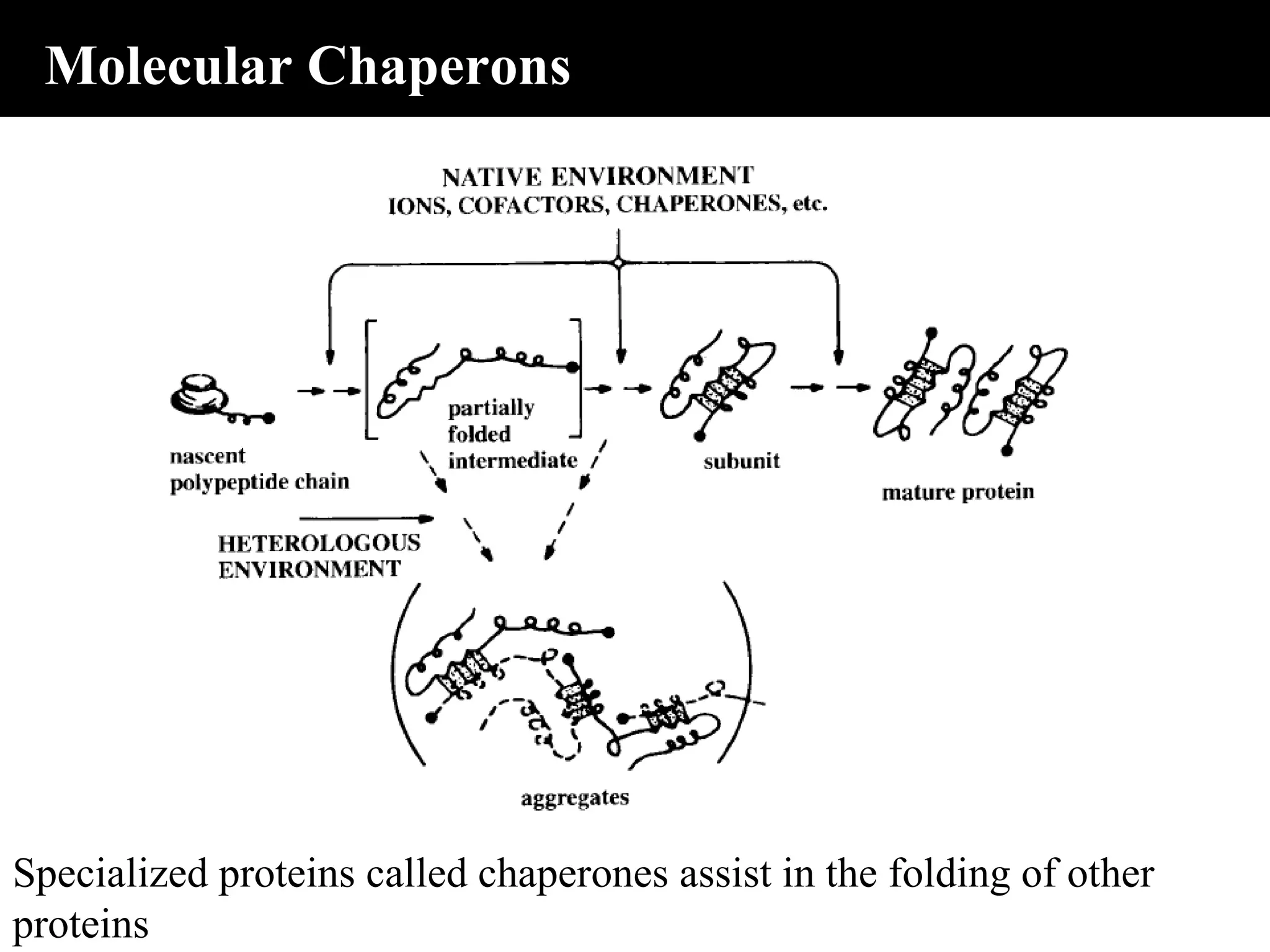 The mechanism of protein folding | PPT