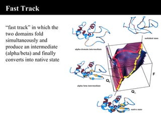 The mechanism of protein folding | PPT