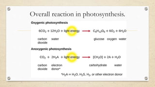 The mechanisms of photosynthesis [Autosaved].pptx