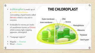 The mechanisms of photosynthesis [Autosaved].pptx