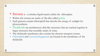 The mechanisms of photosynthesis [Autosaved].pptx