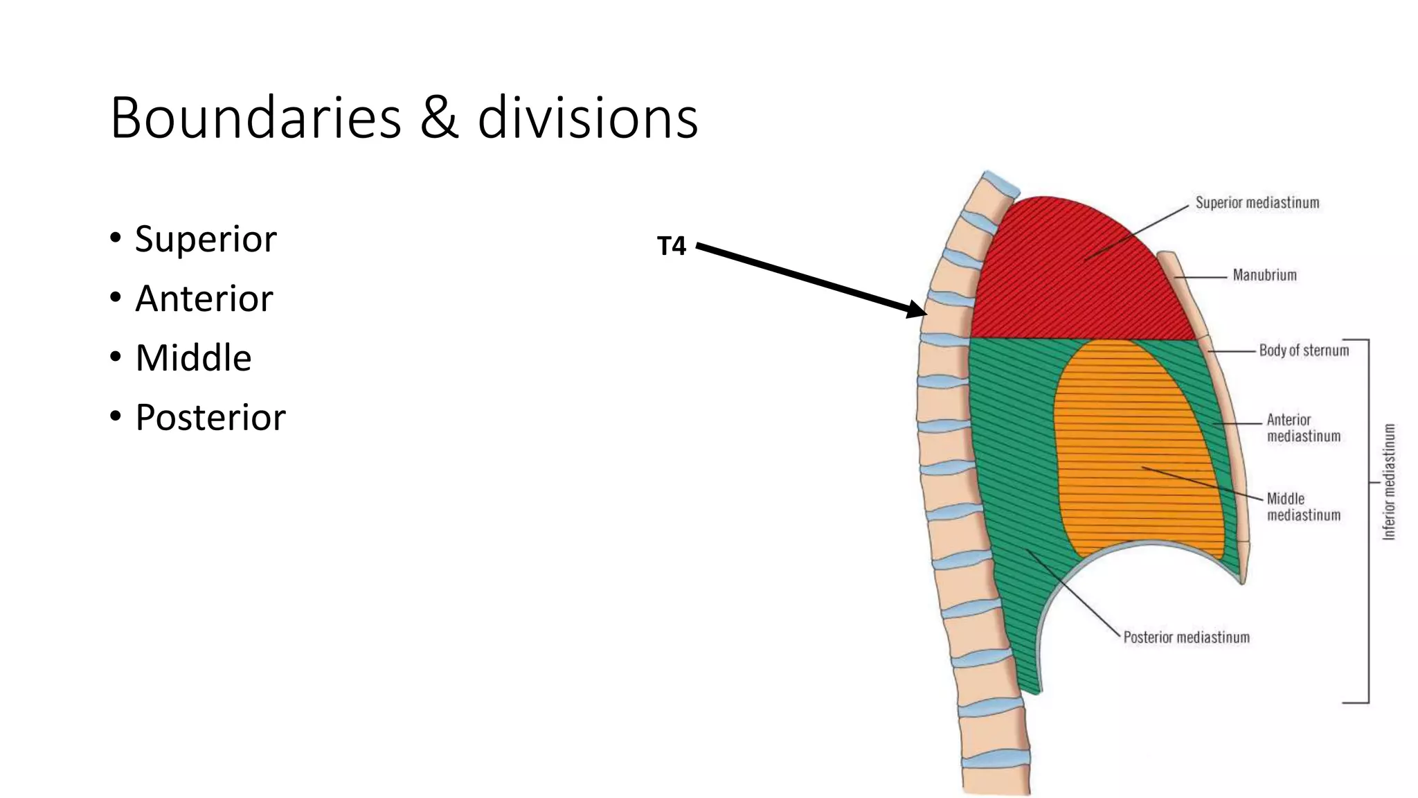 THE MEDIASTINUM.pptx