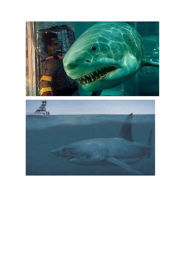 The megalodon gumer | DOCX