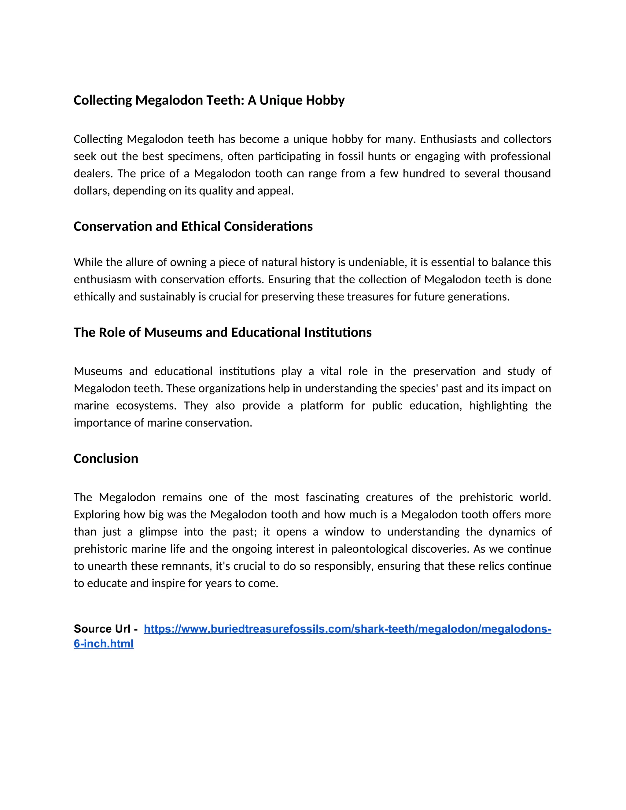 The Megalodon's Bite: How Big Was the Megalodon Tooth and How Much Is a ...