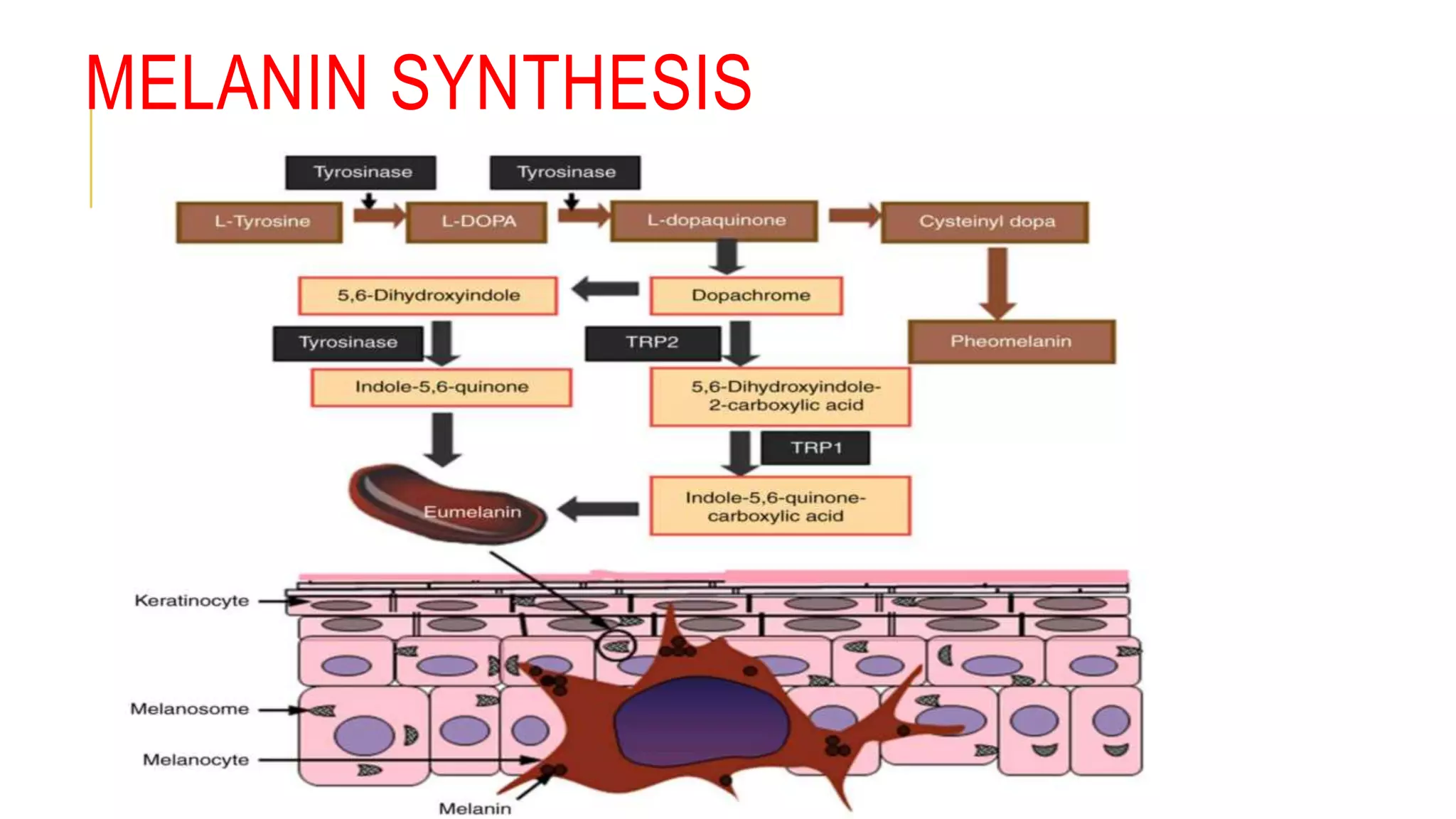 The melanocyte & melanin synthesis.pptx