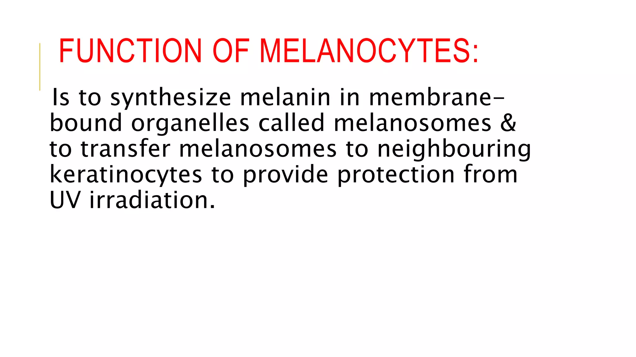 The melanocyte & melanin synthesis.pptx