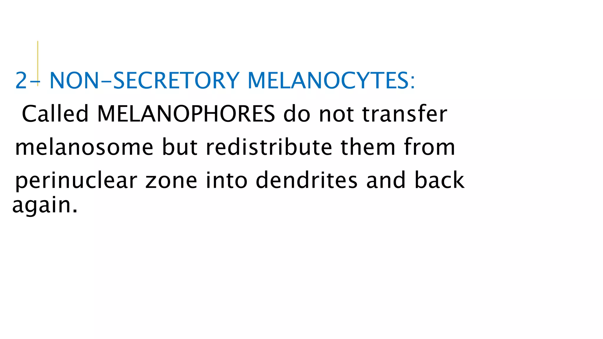 The melanocyte & melanin synthesis.pptx