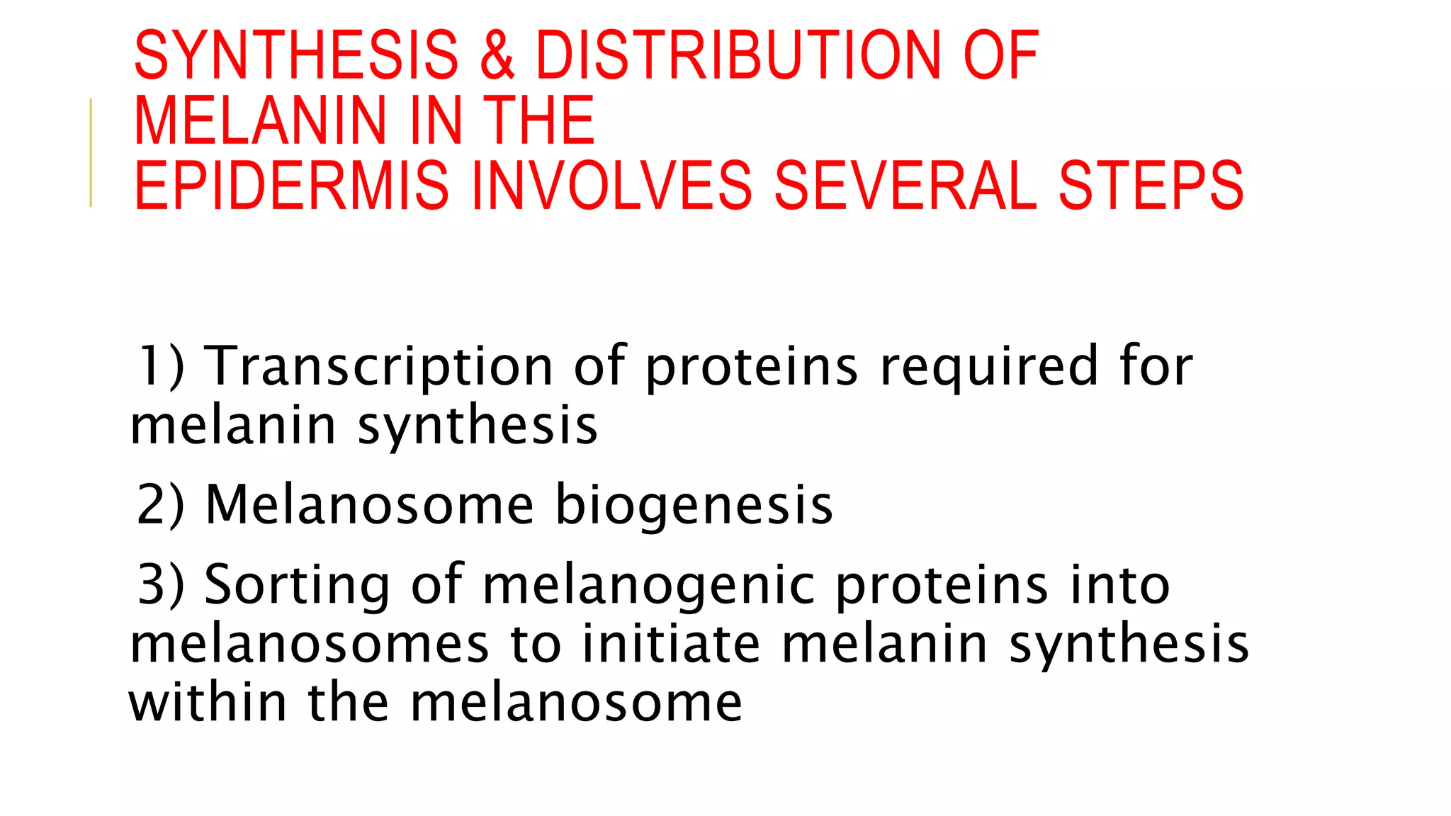 The melanocyte & melanin synthesis.pptx