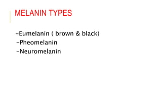The melanocyte & melanin synthesis.pptx