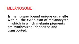 The melanocyte & melanin synthesis.pptx