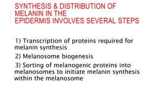 The melanocyte & melanin synthesis.pptx