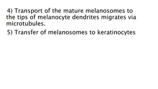 The melanocyte & melanin synthesis.pptx