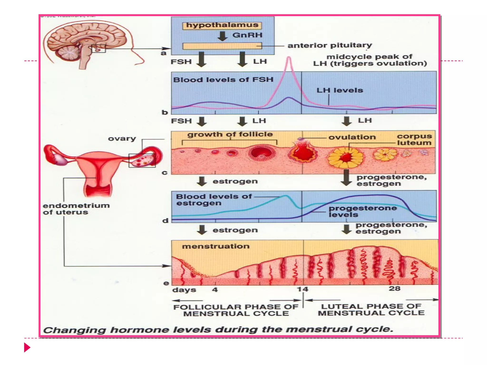 The menstrual cycle | PPT