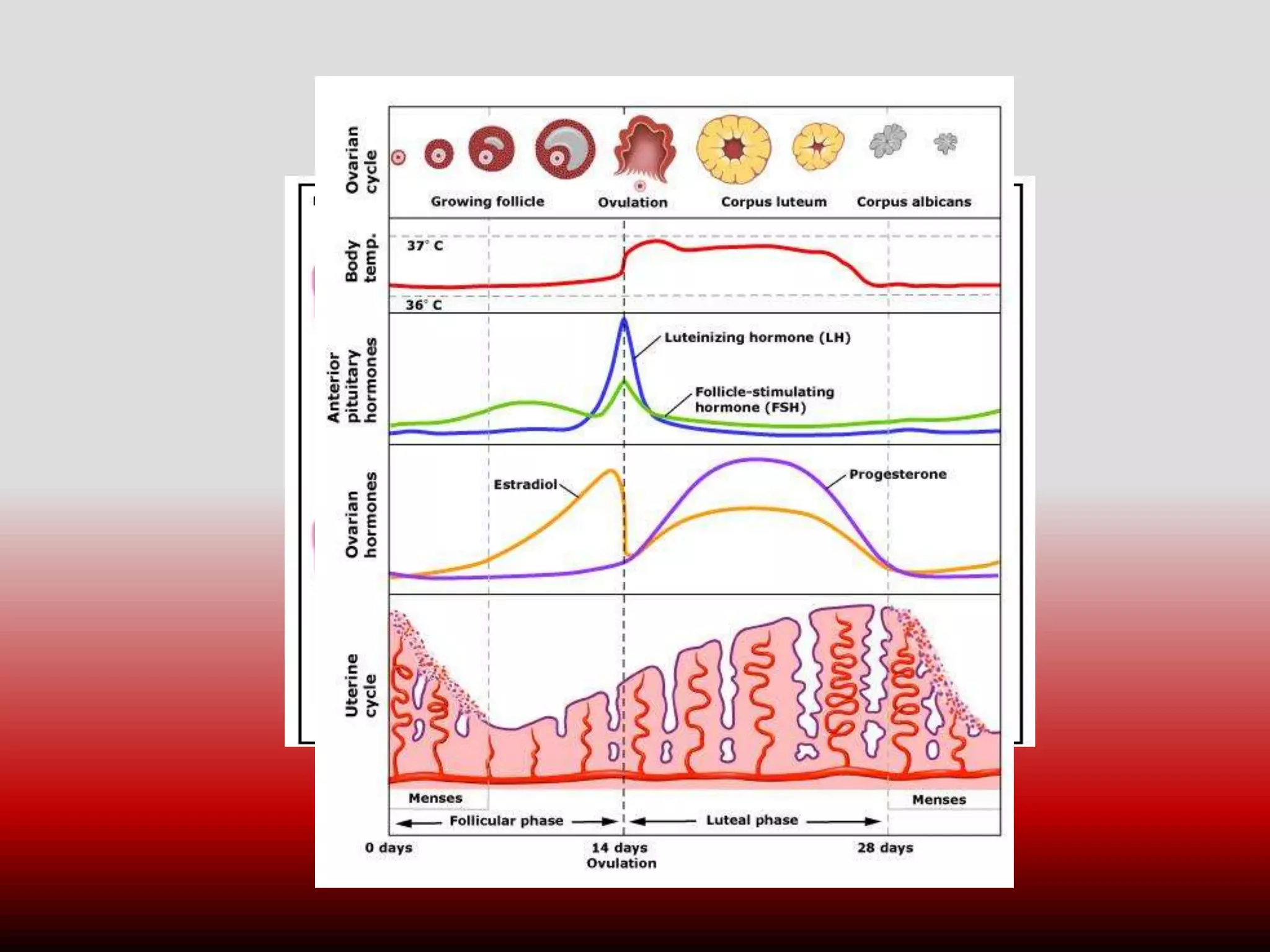 The menstrual cycle | PPTX