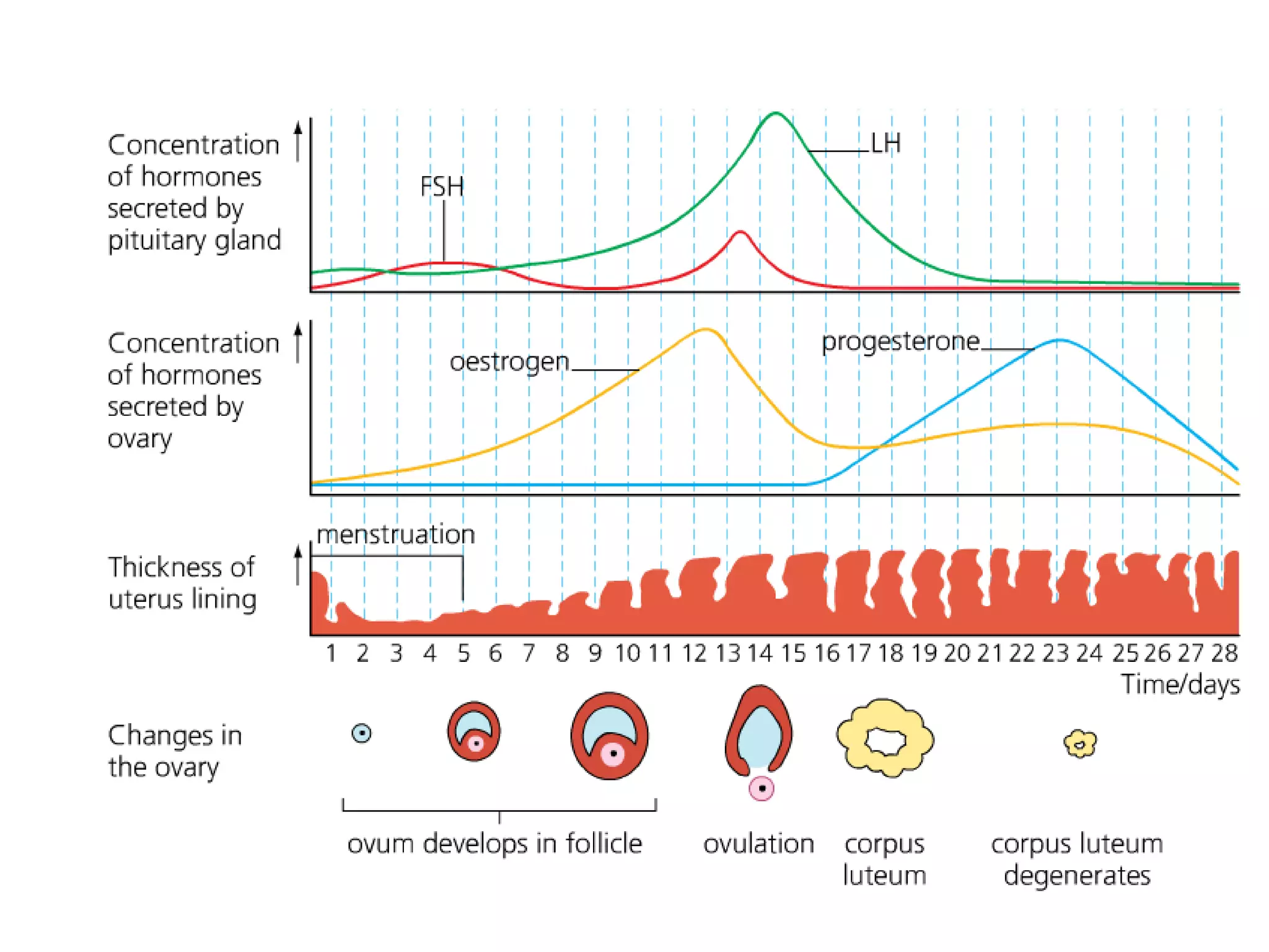 The menstrual cycle IGCSE + SPM | PPT