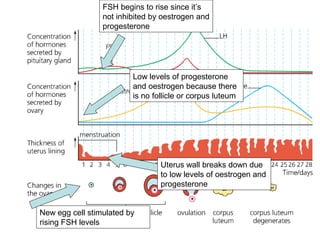 The menstrual cycle IGCSE + SPM | PPT
