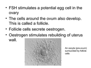 The menstrual cycle IGCSE + SPM | PPT