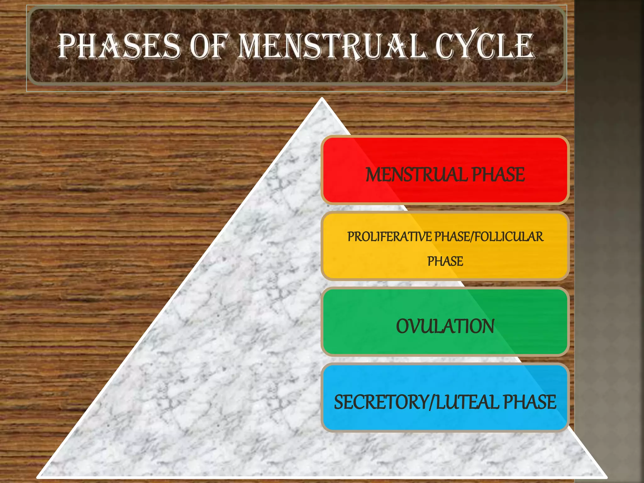 The menstrual cycle | PPTX