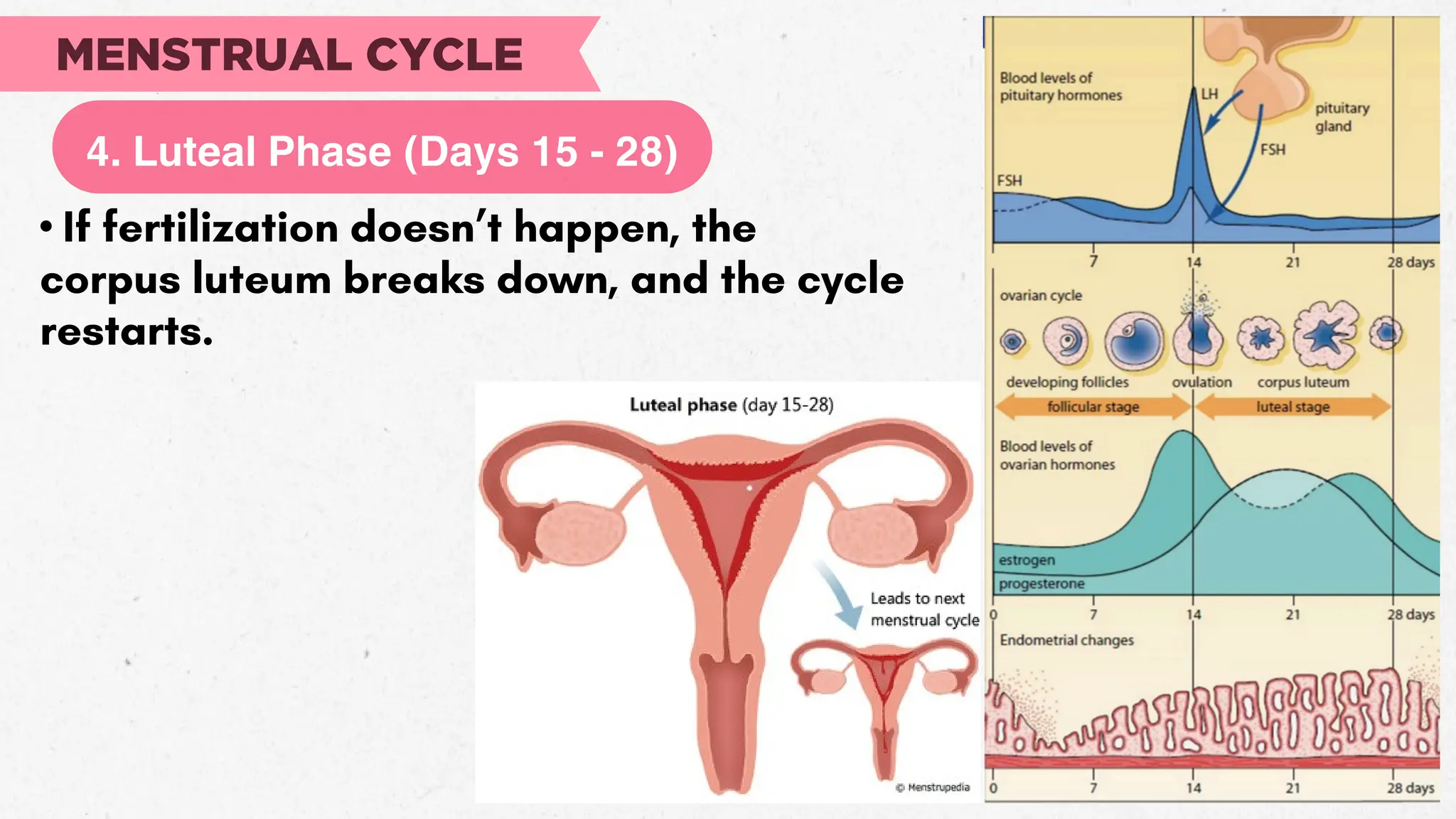 THE MENSTRUAL CYCLE - GRADE 10 PPT SCIENCE | PDF