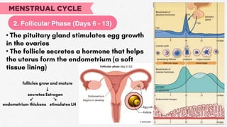 THE MENSTRUAL CYCLE - GRADE 10 PPT SCIENCE | PDF