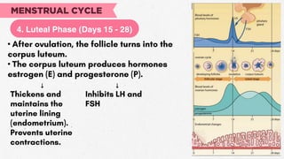 THE MENSTRUAL CYCLE - GRADE 10 PPT SCIENCE | PDF