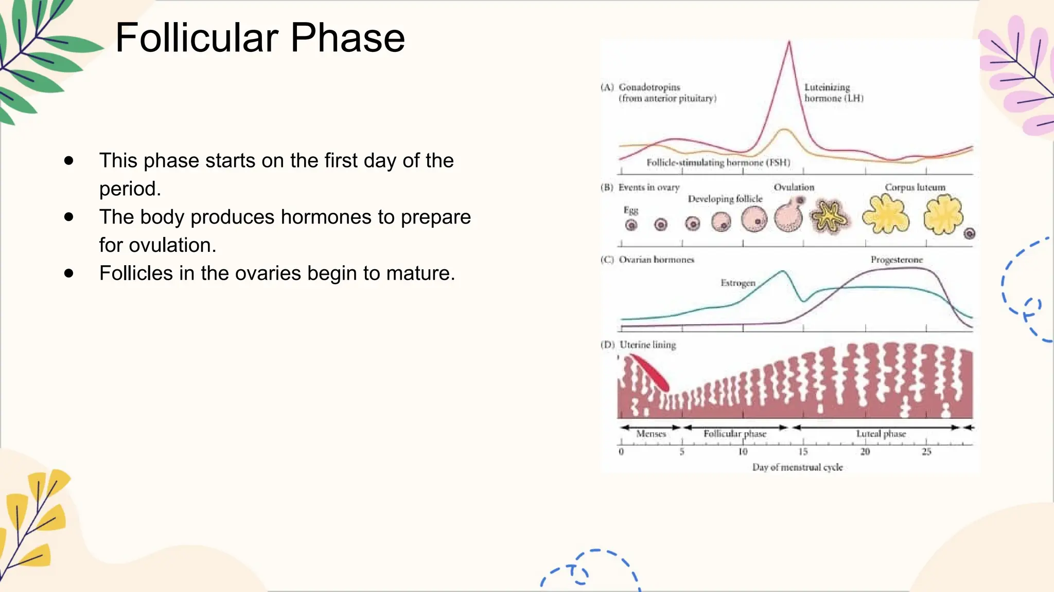 The Menstrual Cycle- ---- 5th grade.pptx