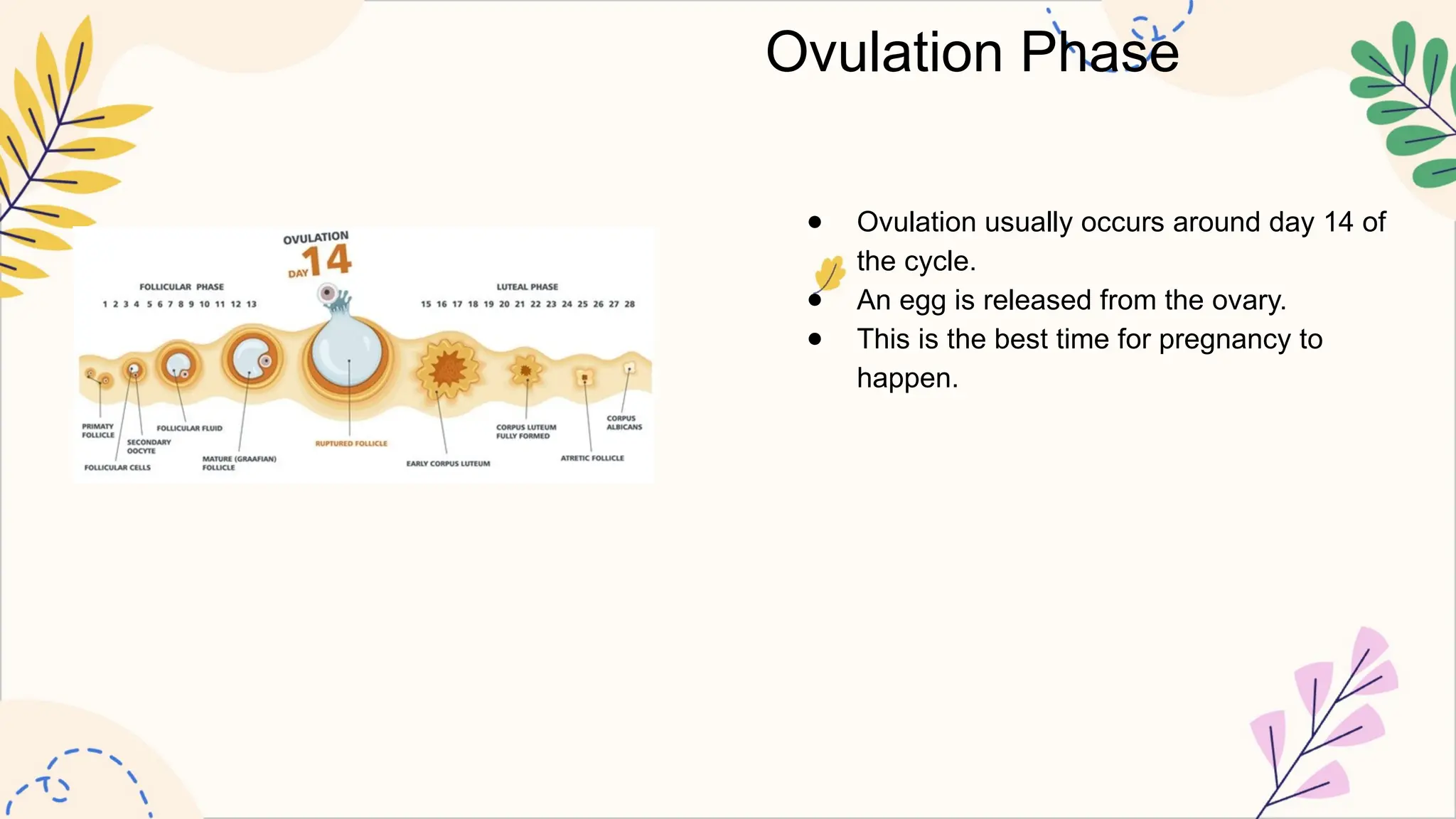 The Menstrual Cycle- ---- 5th grade.pptx