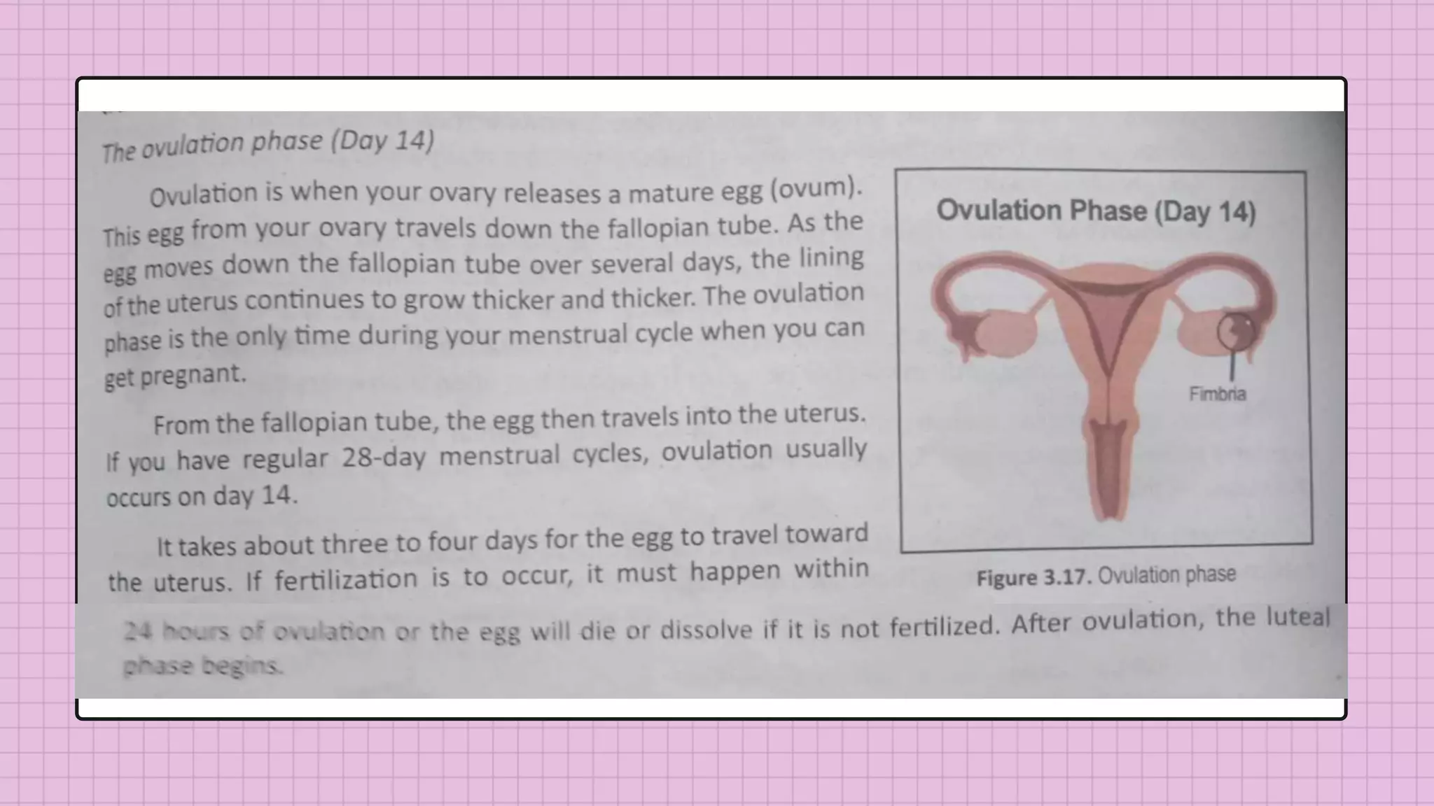 The Menstrual Cycle- Science Presentation Grade 5.pptx