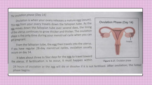 The Menstrual Cycle- Science Presentation Grade 5.pptx | Menopause ...